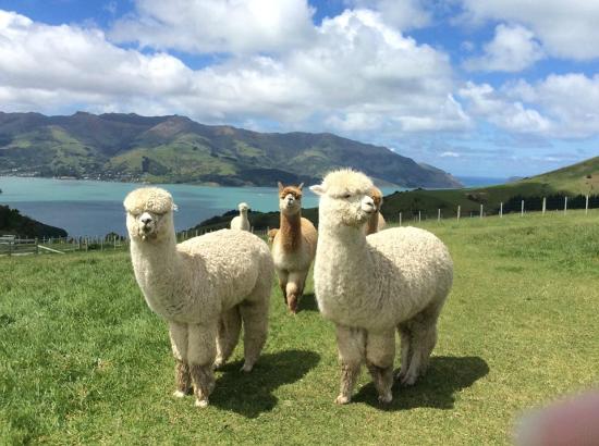 Explore Luxurious Natural Animal-Based Textile Fibers